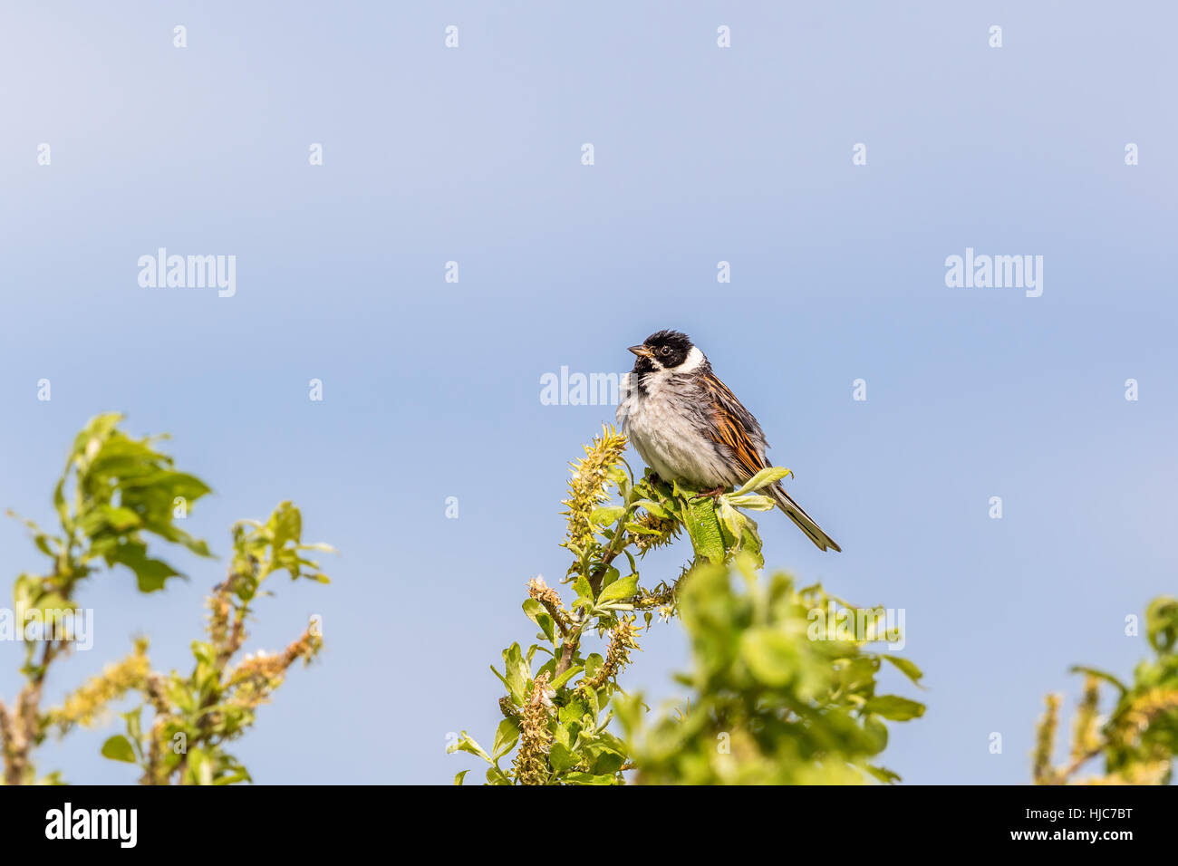 Reed catkins hi-res stock photography and images - Alamy