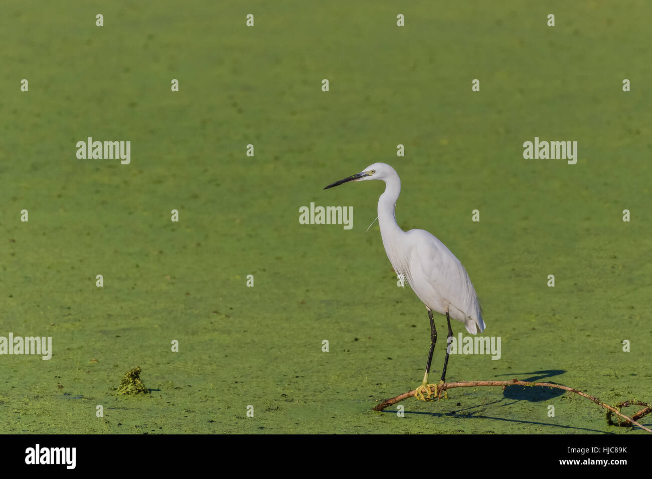 animal, bird, wild, reflection, small, tiny, little, short, beak ...
