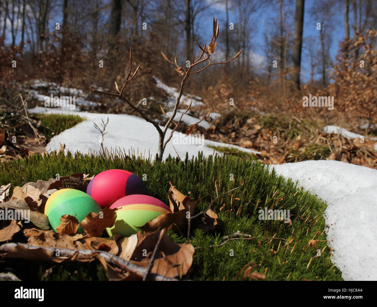 easter, moss, easter egg, Easter eggs, snow, forest, tree, green ...