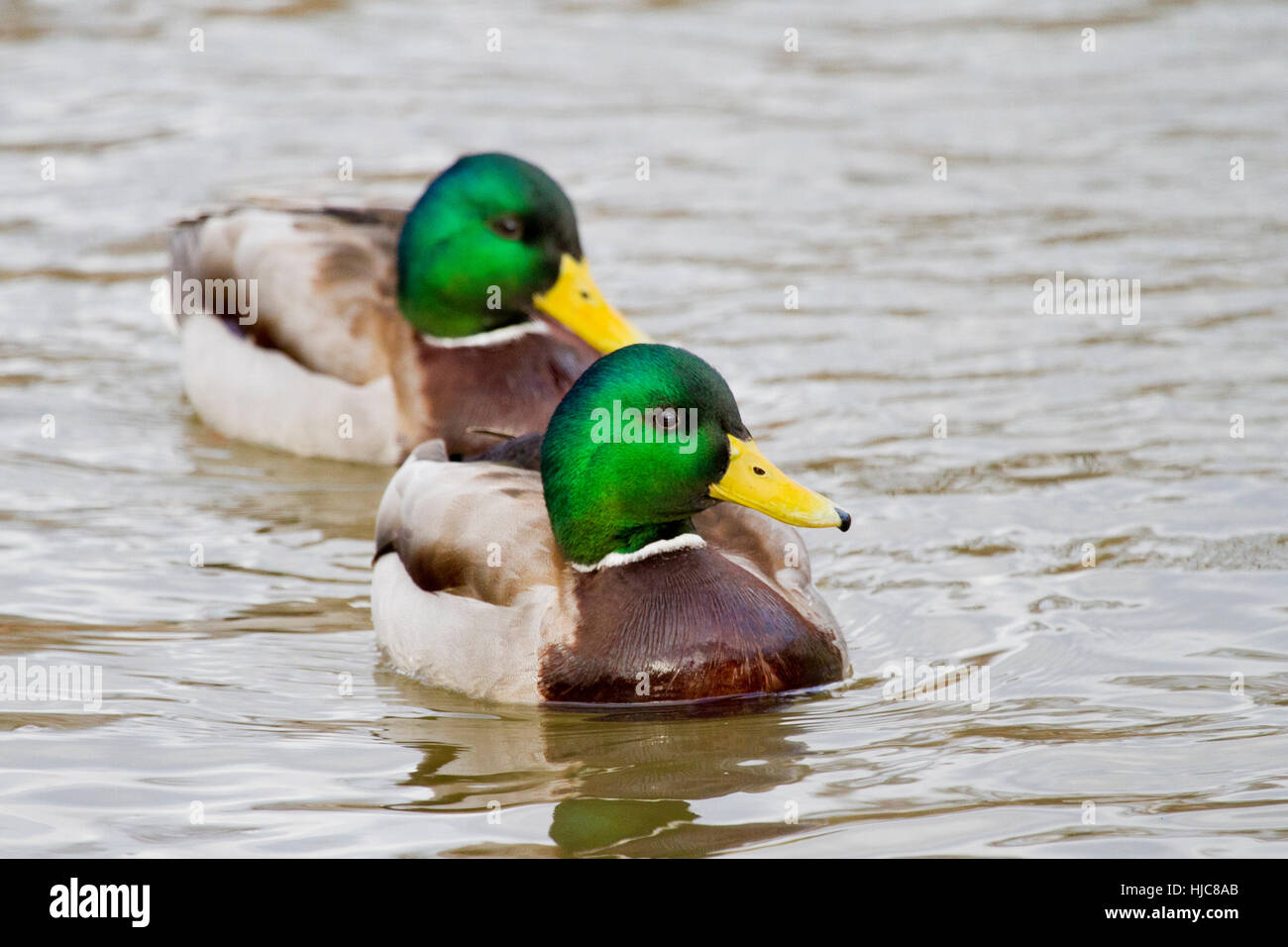animal, bird, male, masculine, birds, ducks, drake, mallard, waters ...