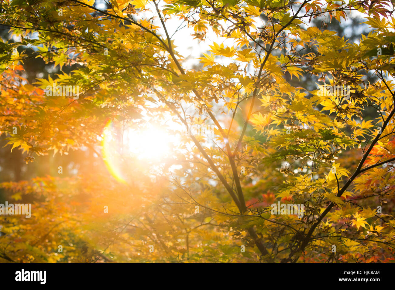 Golden autumn tree hi-res stock photography and images - Alamy