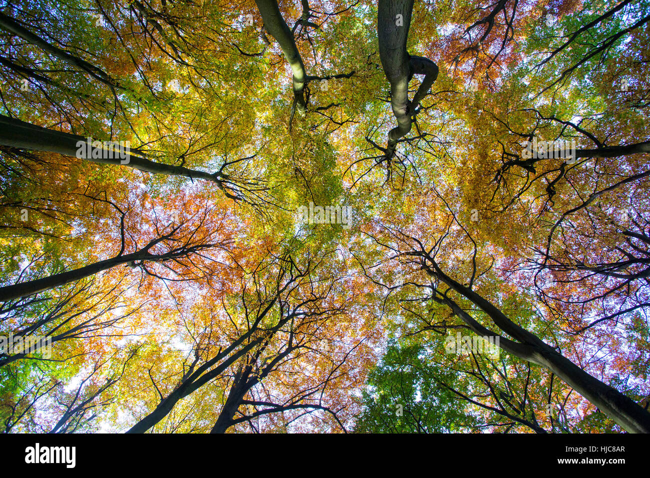 Blue sky in forest hi-res stock photography and images - Alamy