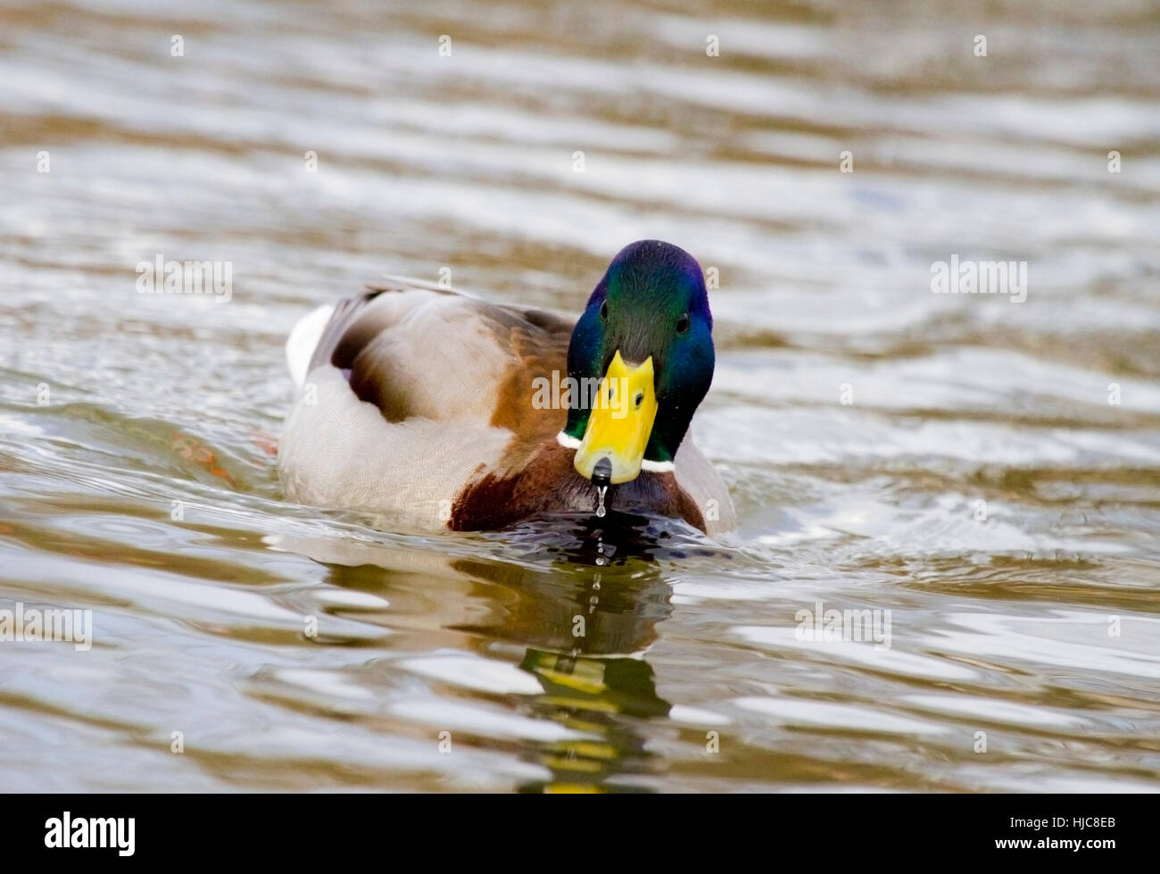 animal, bird, male, masculine, birds, ducks, drake, mallard, waters ...