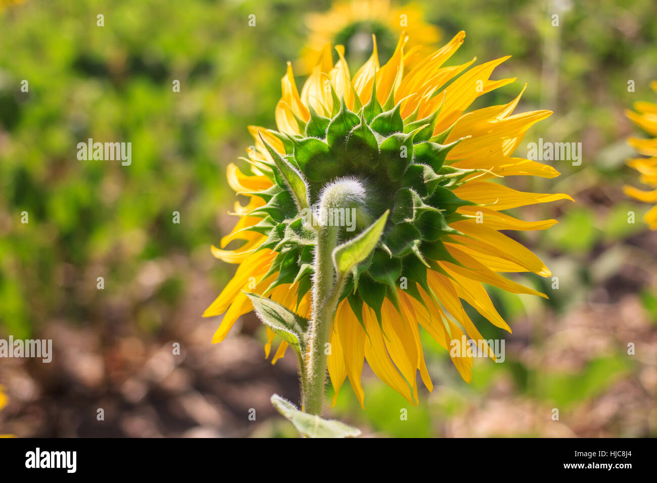 Photos back of sunflower Stock Photo - Alamy