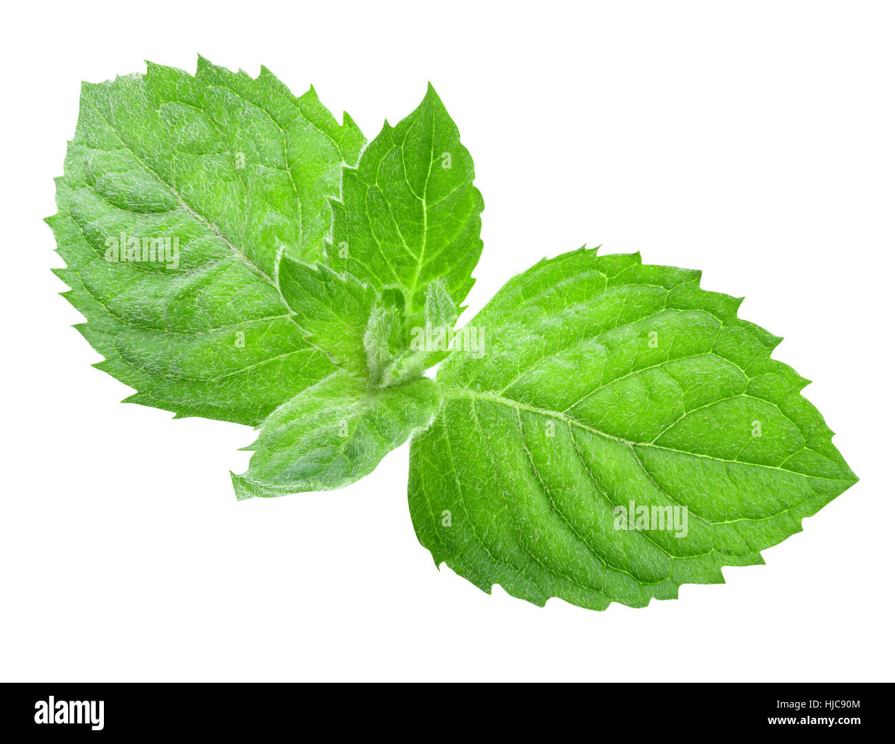 mint isolated on white background with clipping path Stock Photo - Alamy
