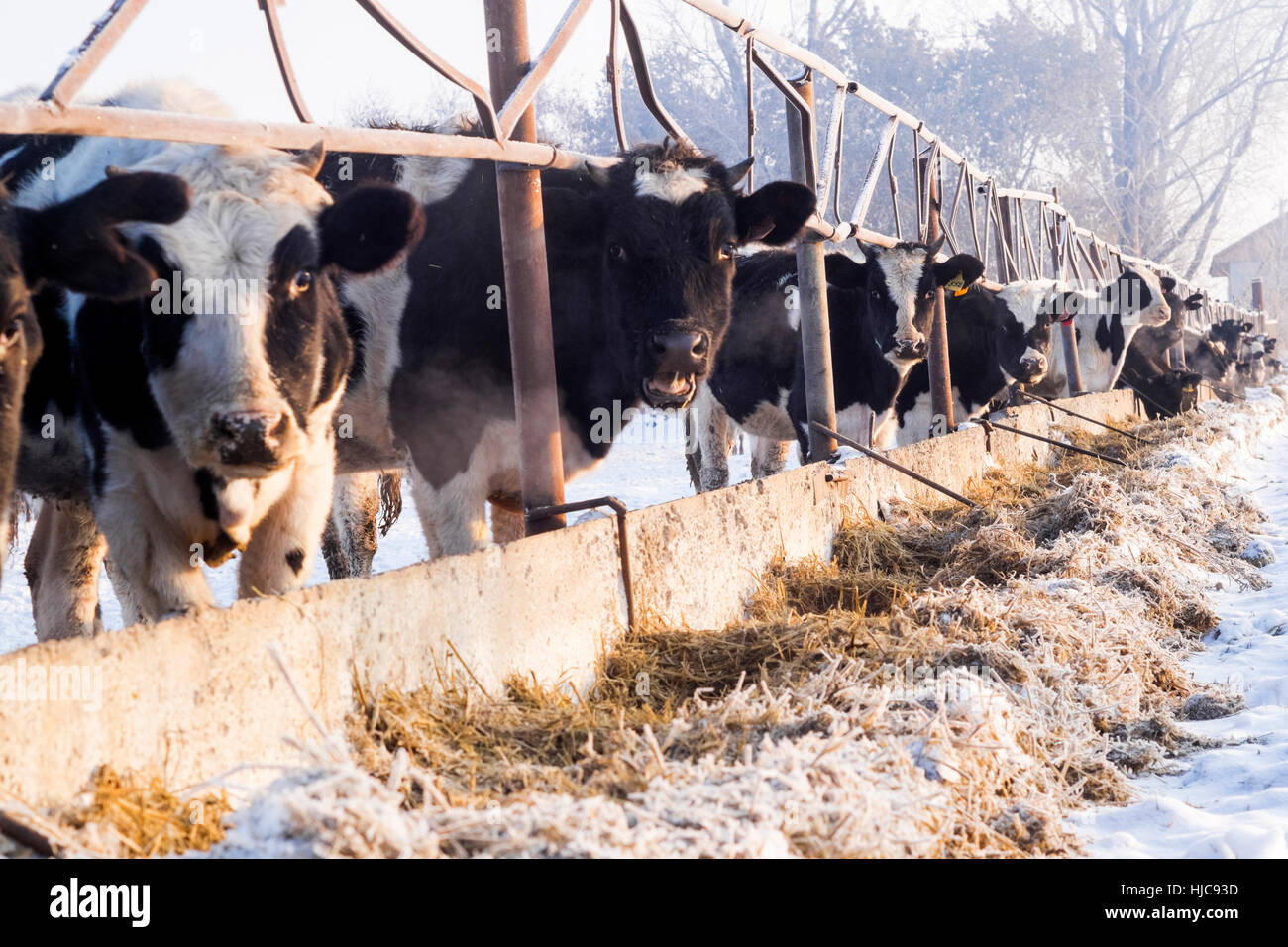 Row of cows at fence Stock Photo - Alamy