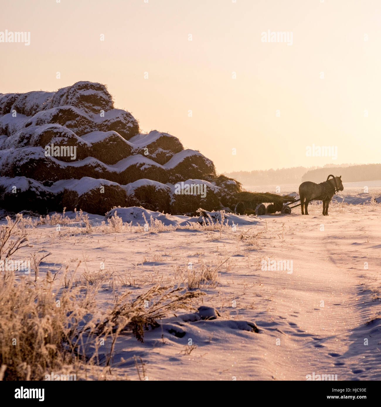 Rear view of horse hi-res stock photography and images - Alamy