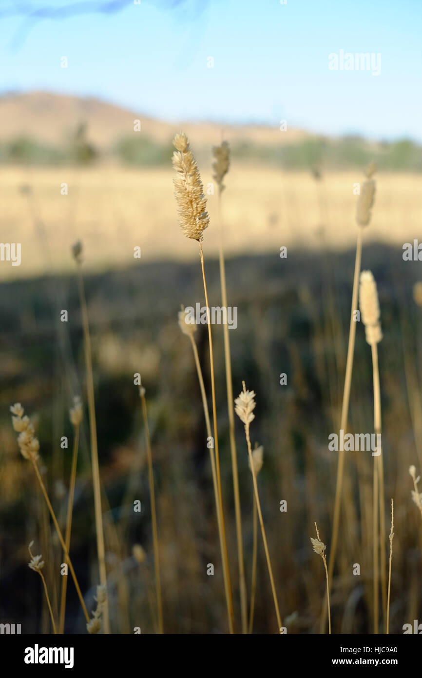 Grass stalks with flower heads in a rural setting, Australia Stock ...