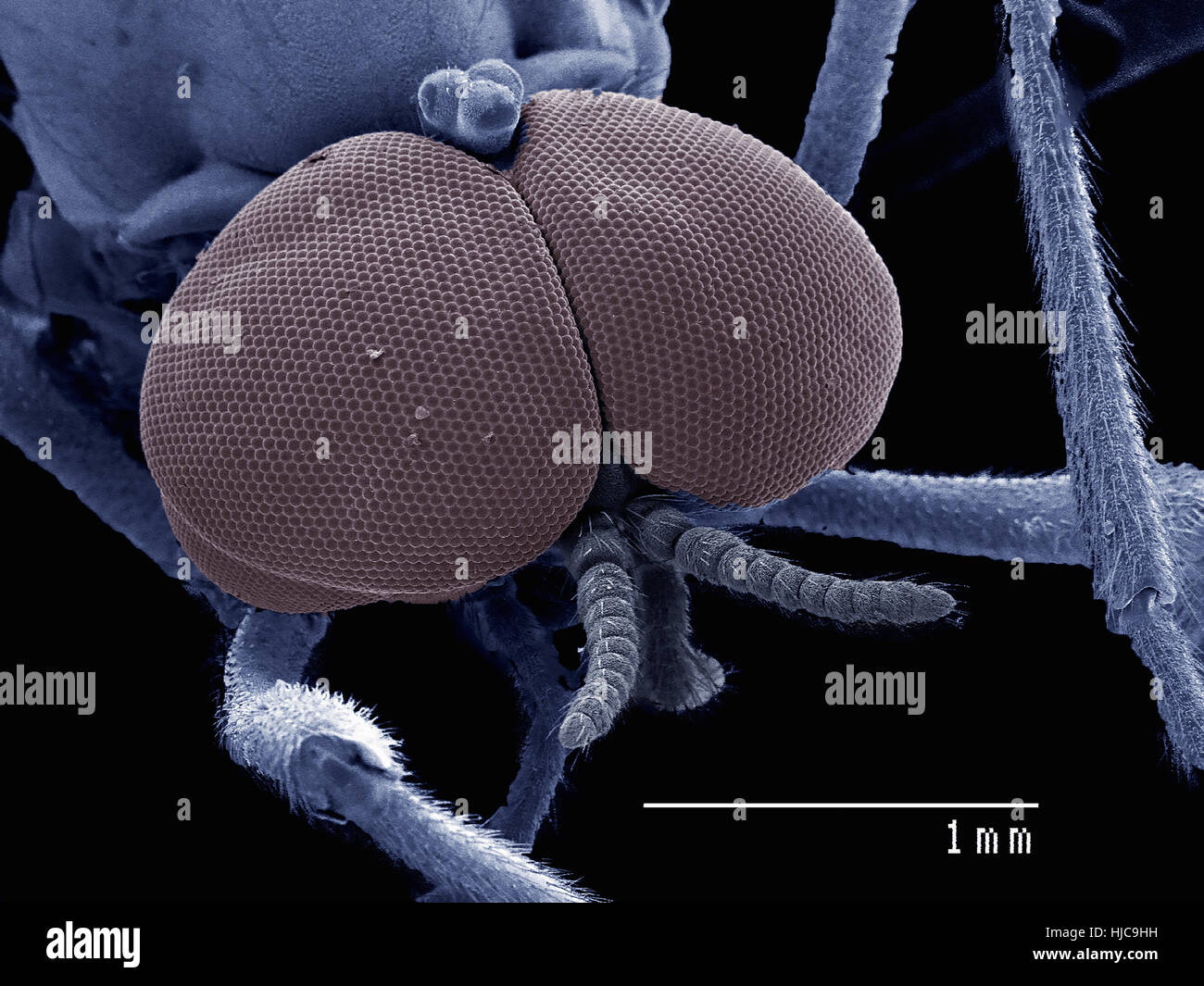 Compound eyes hi-res stock photography and images - Alamy