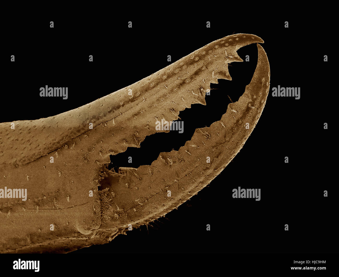 Claw anatomy hi-res stock photography and images - Alamy