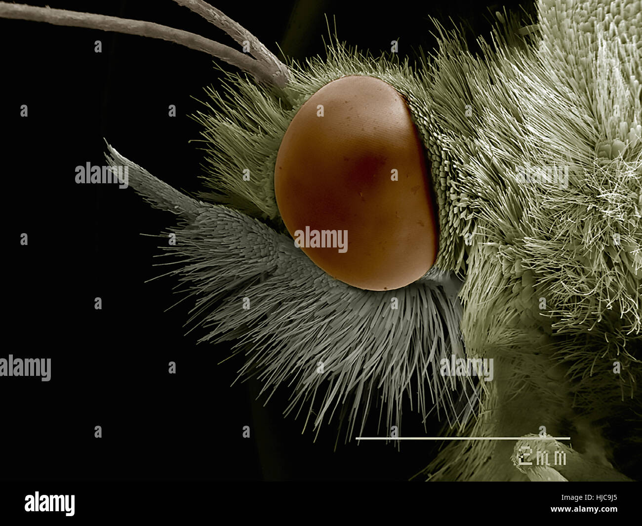 Detailed collection of insect anatomy hi-res stock photography and ...