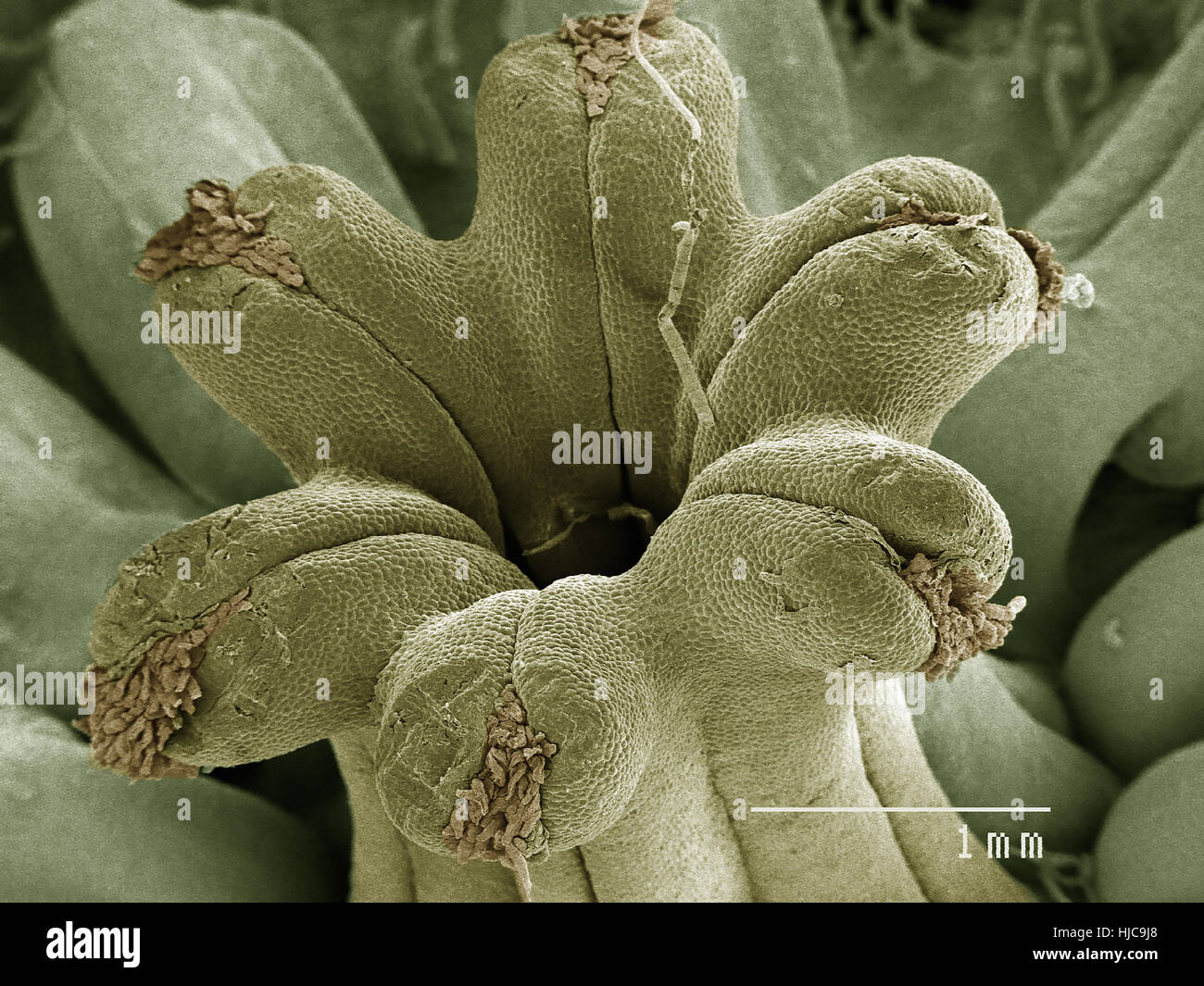 Flower of Canadian Ginger plant Stock Photo - Alamy