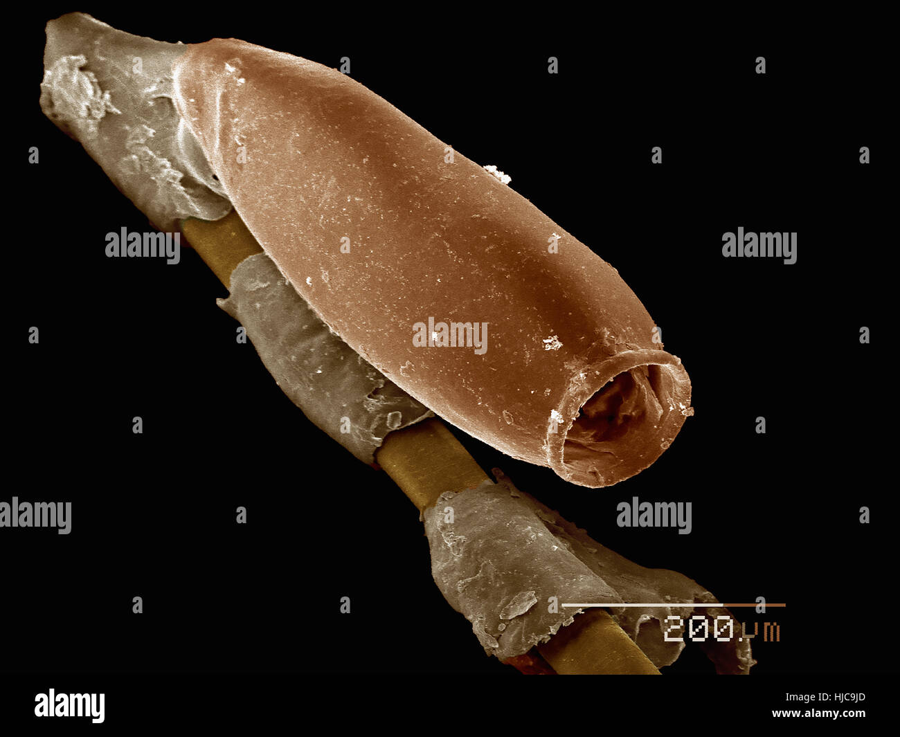 Egg of cat louse (Phthiraptera: Trichodectidae, Felicola Subrostratus ...