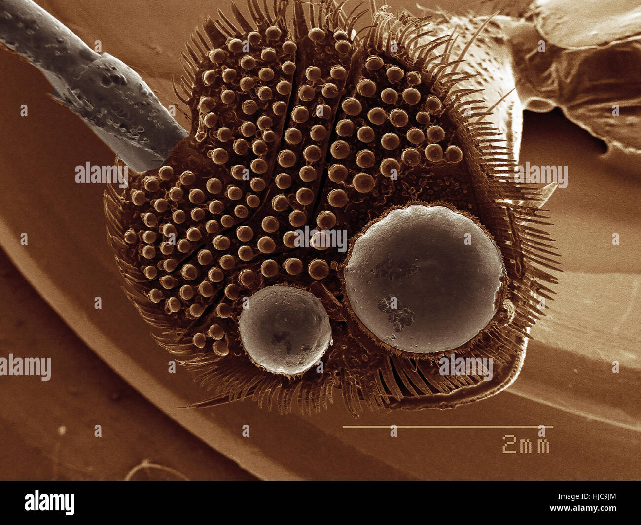Leg pads hi-res stock photography and images - Alamy