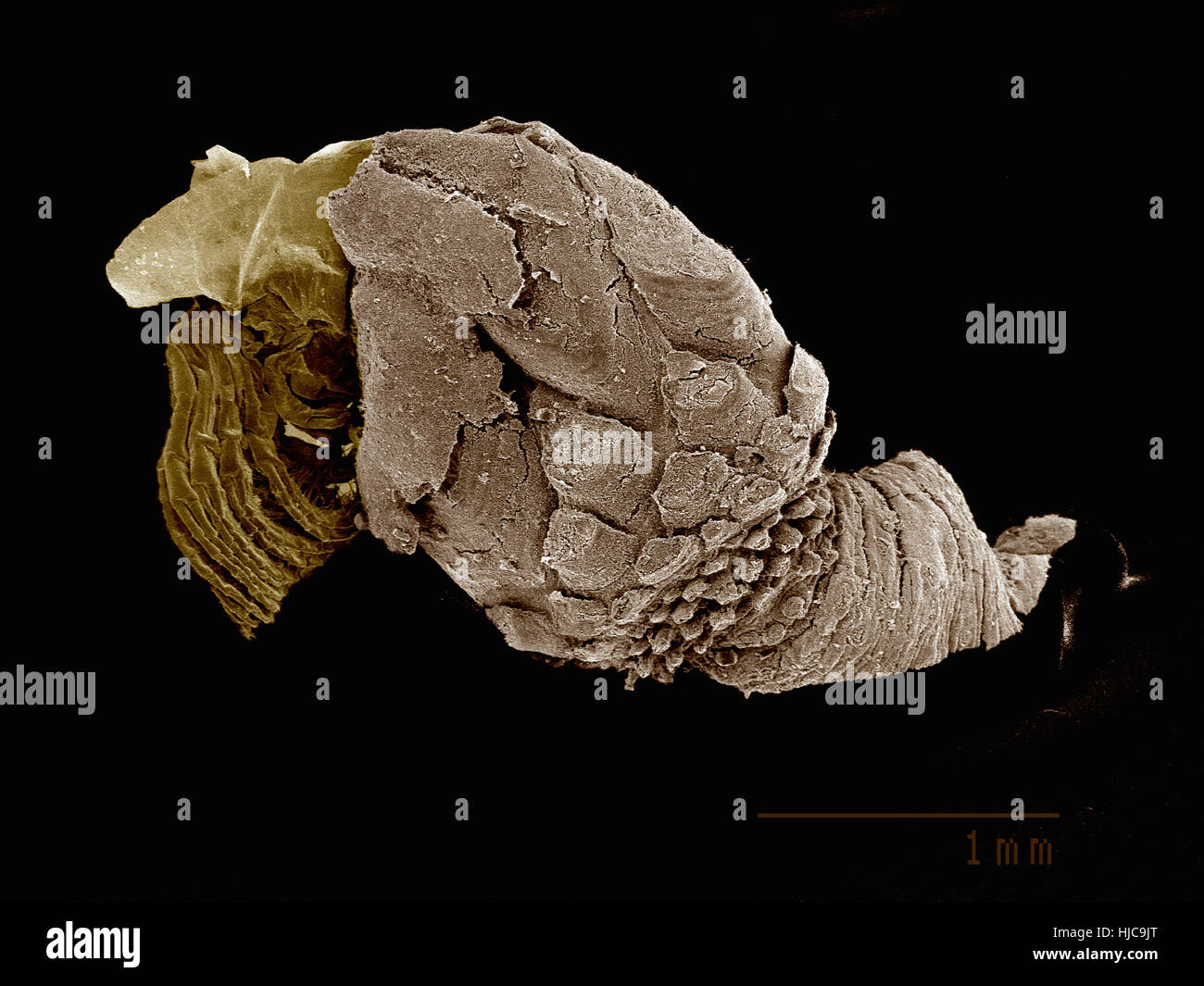 Pedunculata hi-res stock photography and images - Alamy