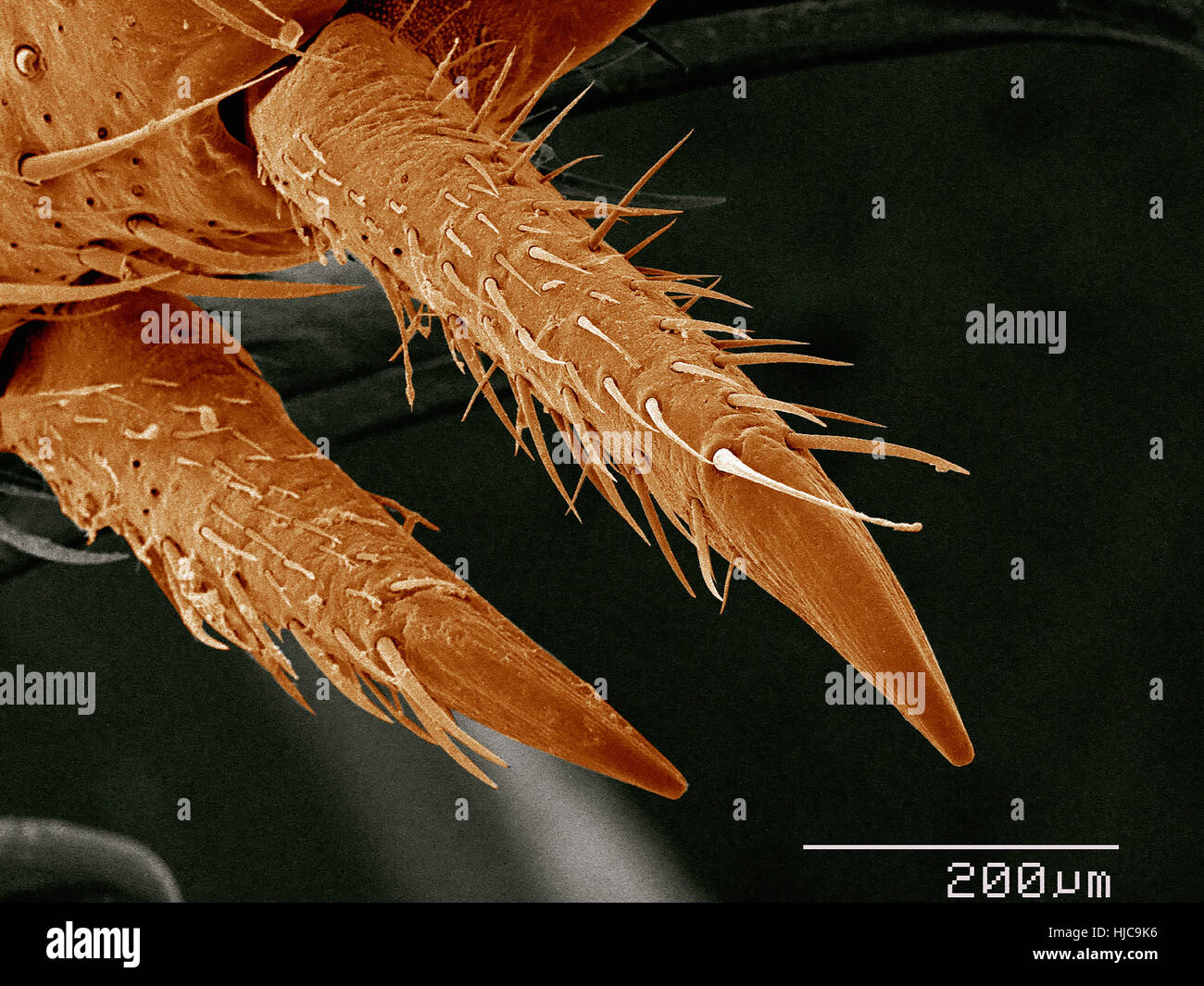 Tarsal claws hi-res stock photography and images - Alamy