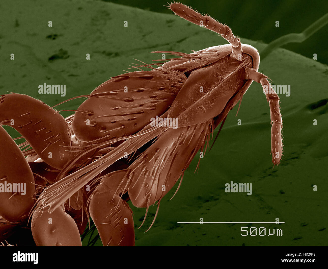 Flea microscope hi-res stock photography and images - Alamy