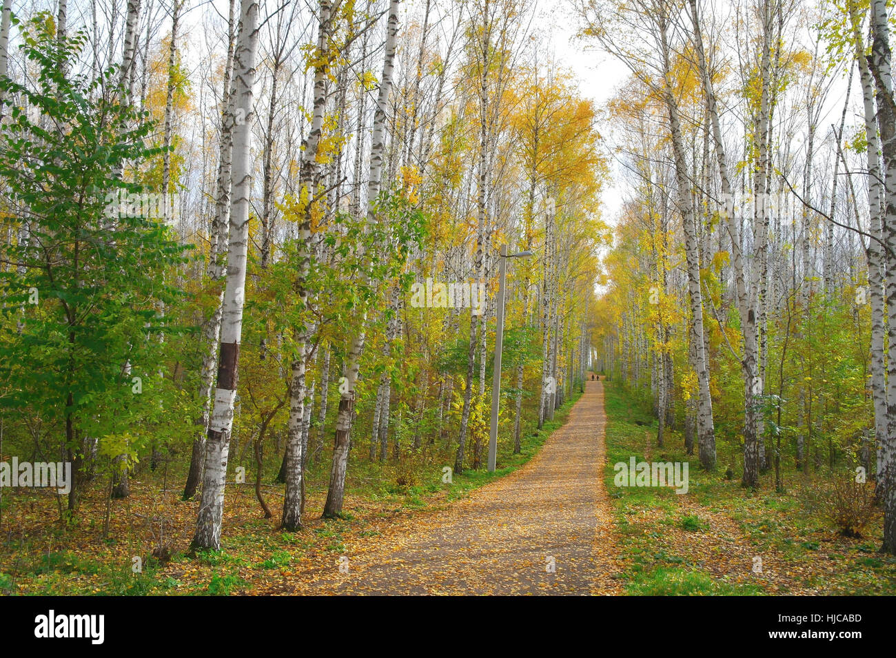 beautiful, beauteously, nice, environment, enviroment, colour, tree ...