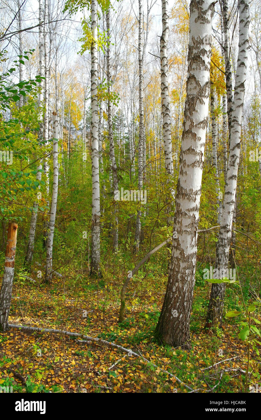 beautiful, beauteously, nice, environment, enviroment, colour, tree ...