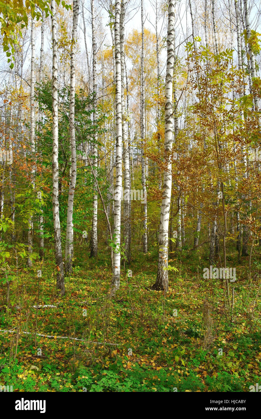 beautiful, beauteously, nice, environment, enviroment, colour, tree ...