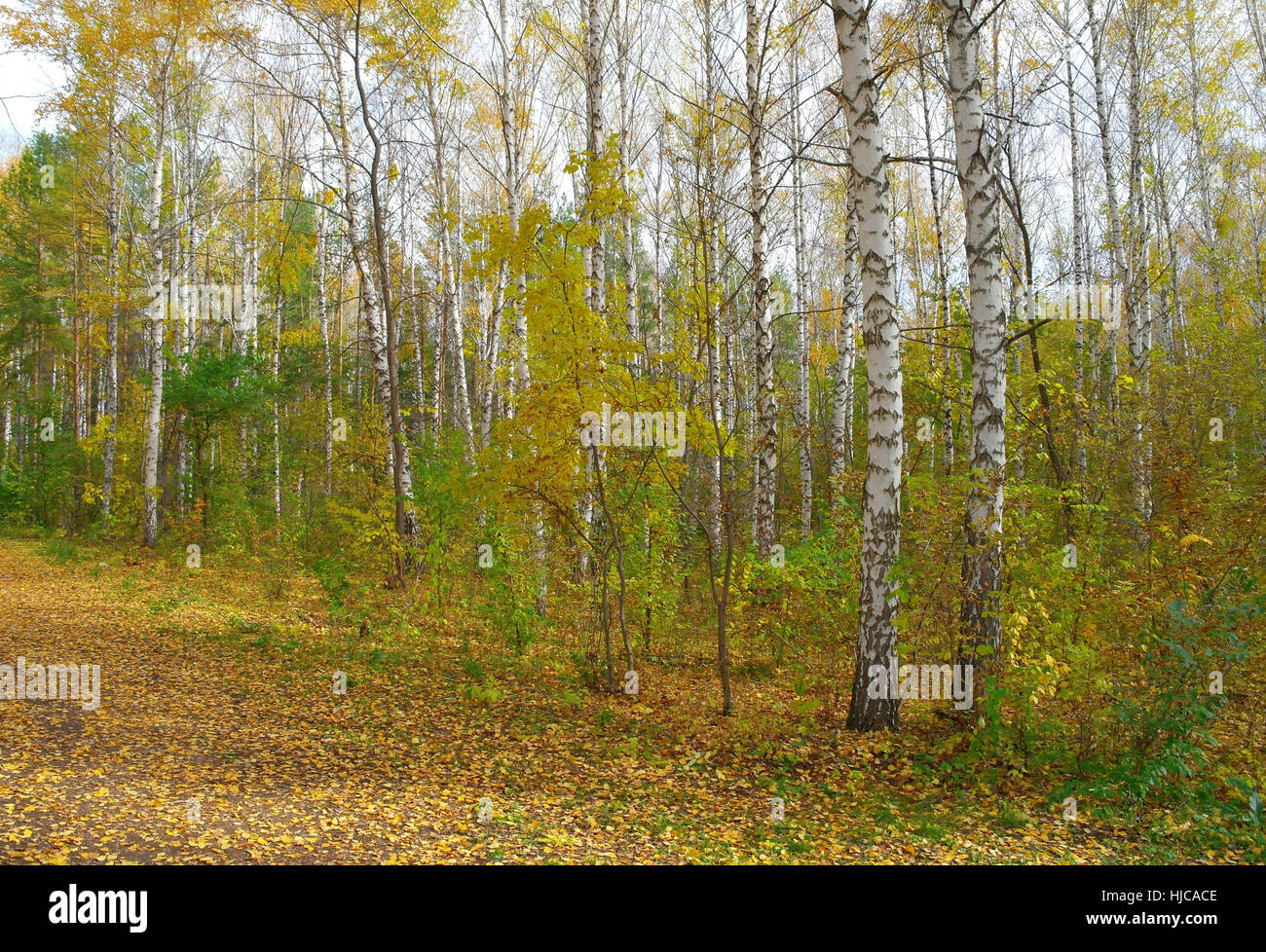 beautiful, beauteously, nice, environment, enviroment, colour, tree ...