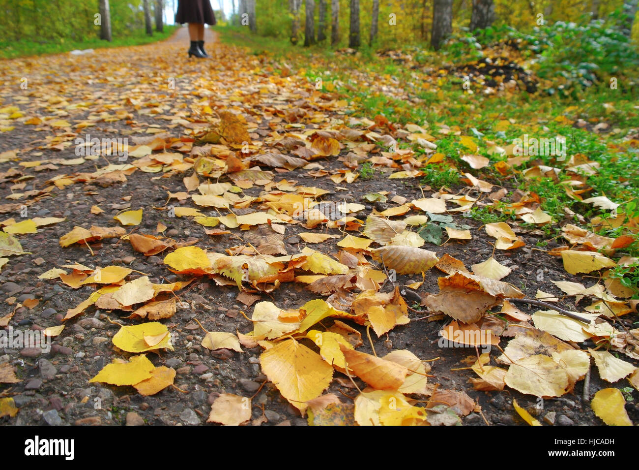 beautiful, beauteously, nice, environment, enviroment, colour, tree ...