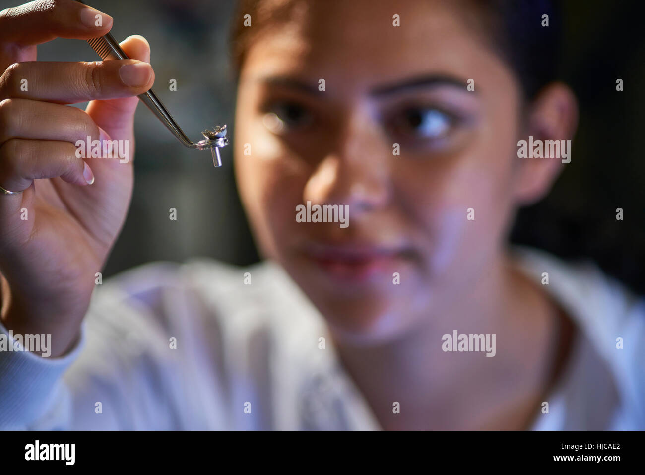 Scientists examining object held in tweezers Stock Photo - Alamy