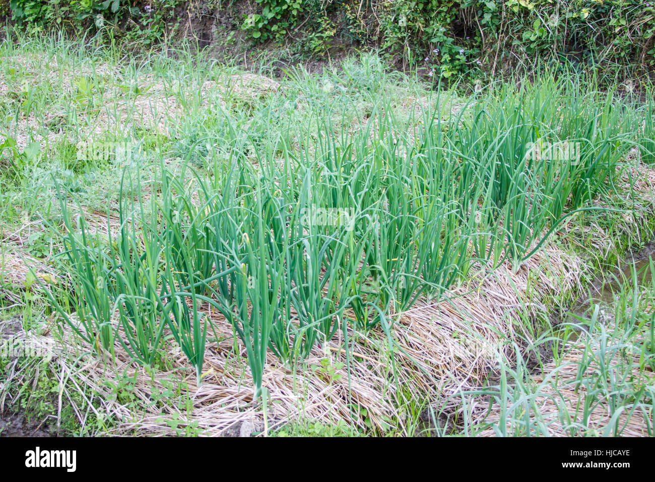 Onion field in Thailand Stock Photo - Alamy