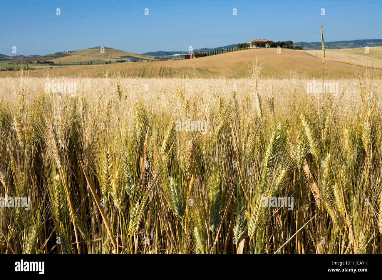 Wheat field, Val d'Orcia, Siena, Tuscany, Italy Stock Photo - Alamy