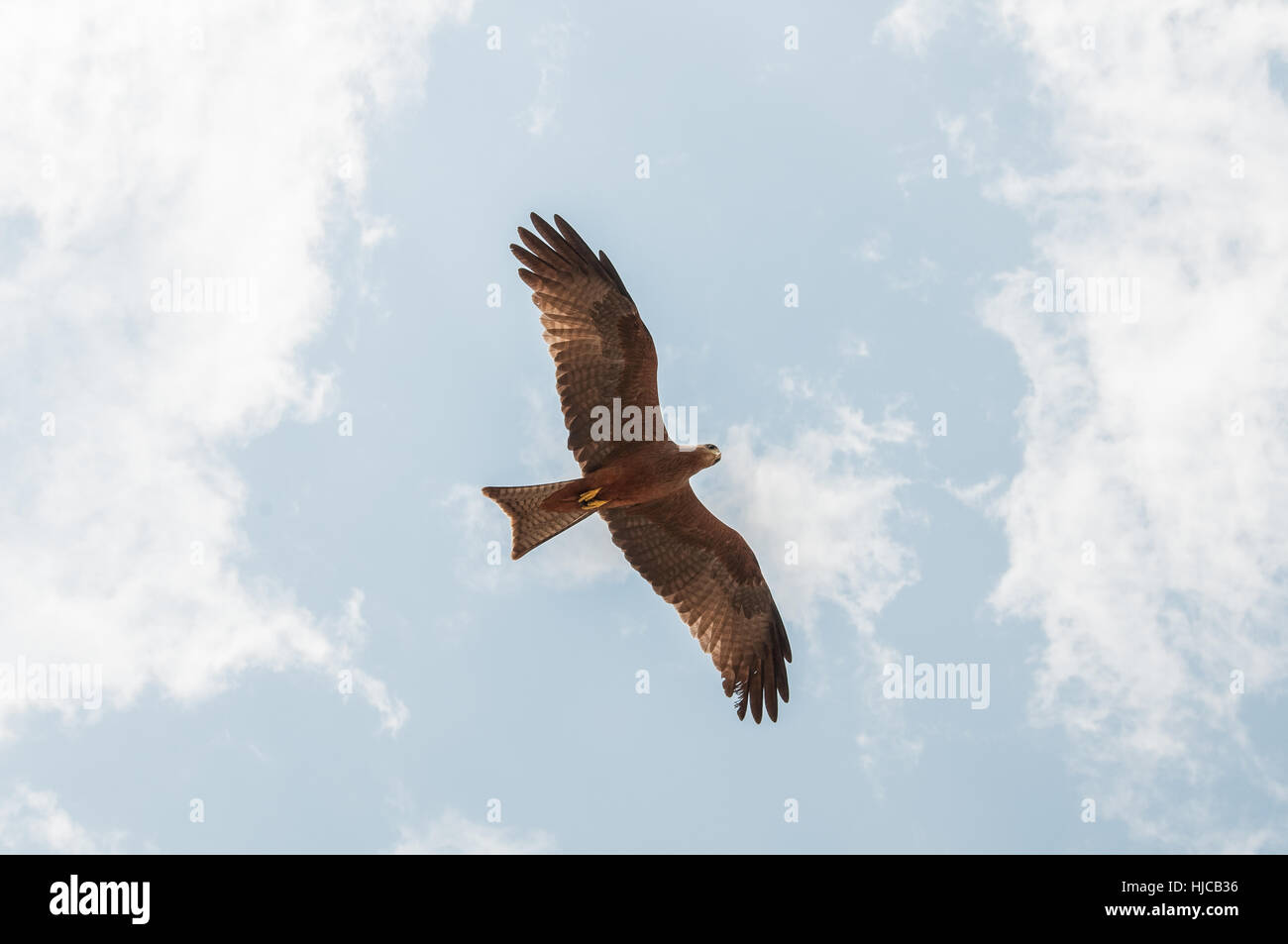 Hawk flying looking for prey, Masai Mara, Kenya Stock Photo - Alamy