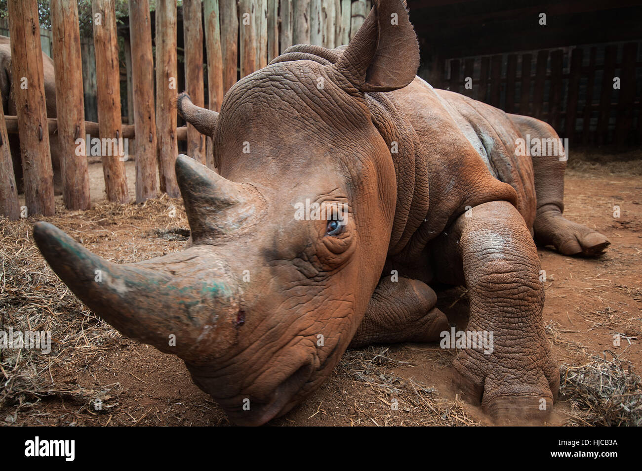 Animal Shelter Rescue Africa High Resolution Stock Photography and ...