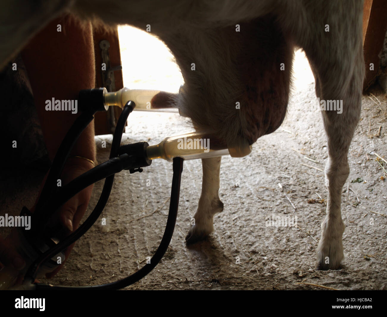 Milking nanny goat with machine Stock Photo - Alamy
