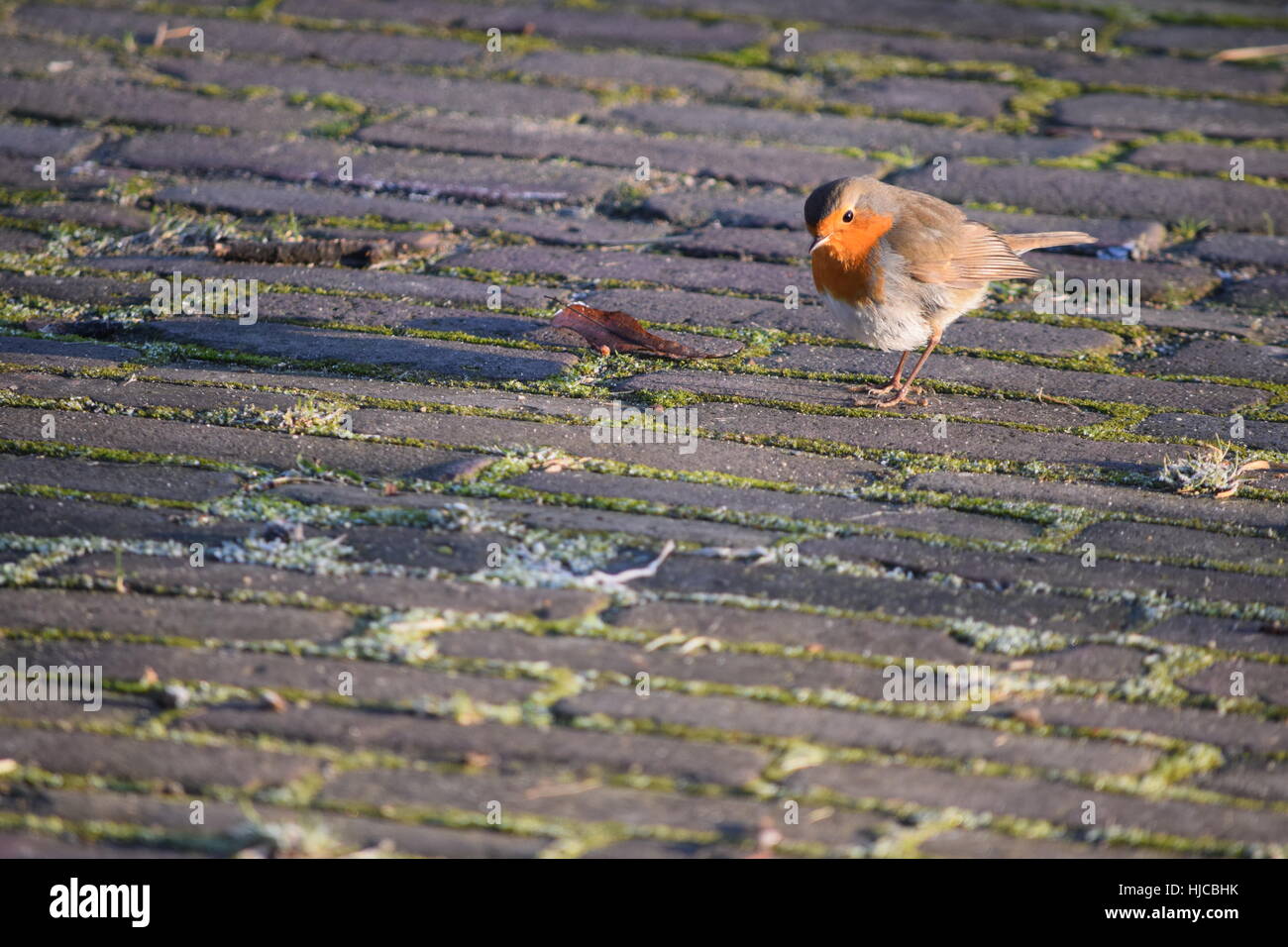 Robin looking for food in the park Stock Photo - Alamy