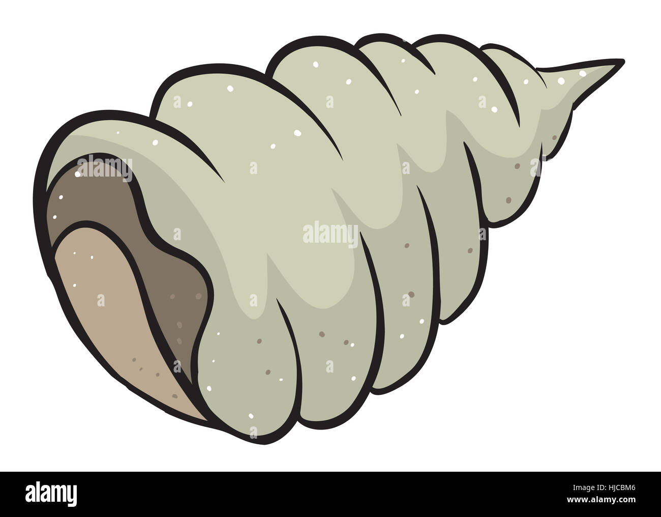 illustration of a conch shell on a white background Stock Photo - Alamy