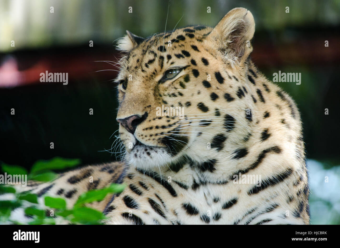 Amur leopard hunter hi-res stock photography and images - Alamy