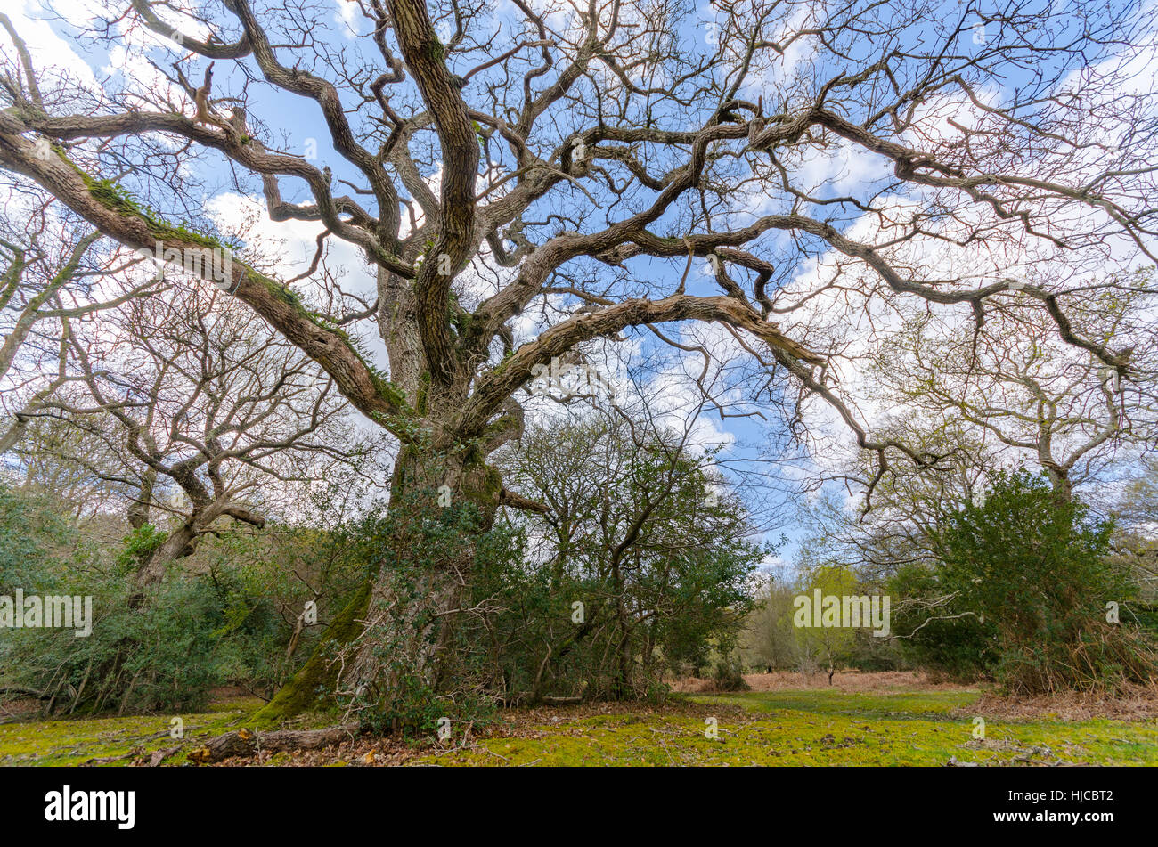 Shepherds tree hi-res stock photography and images - Alamy
