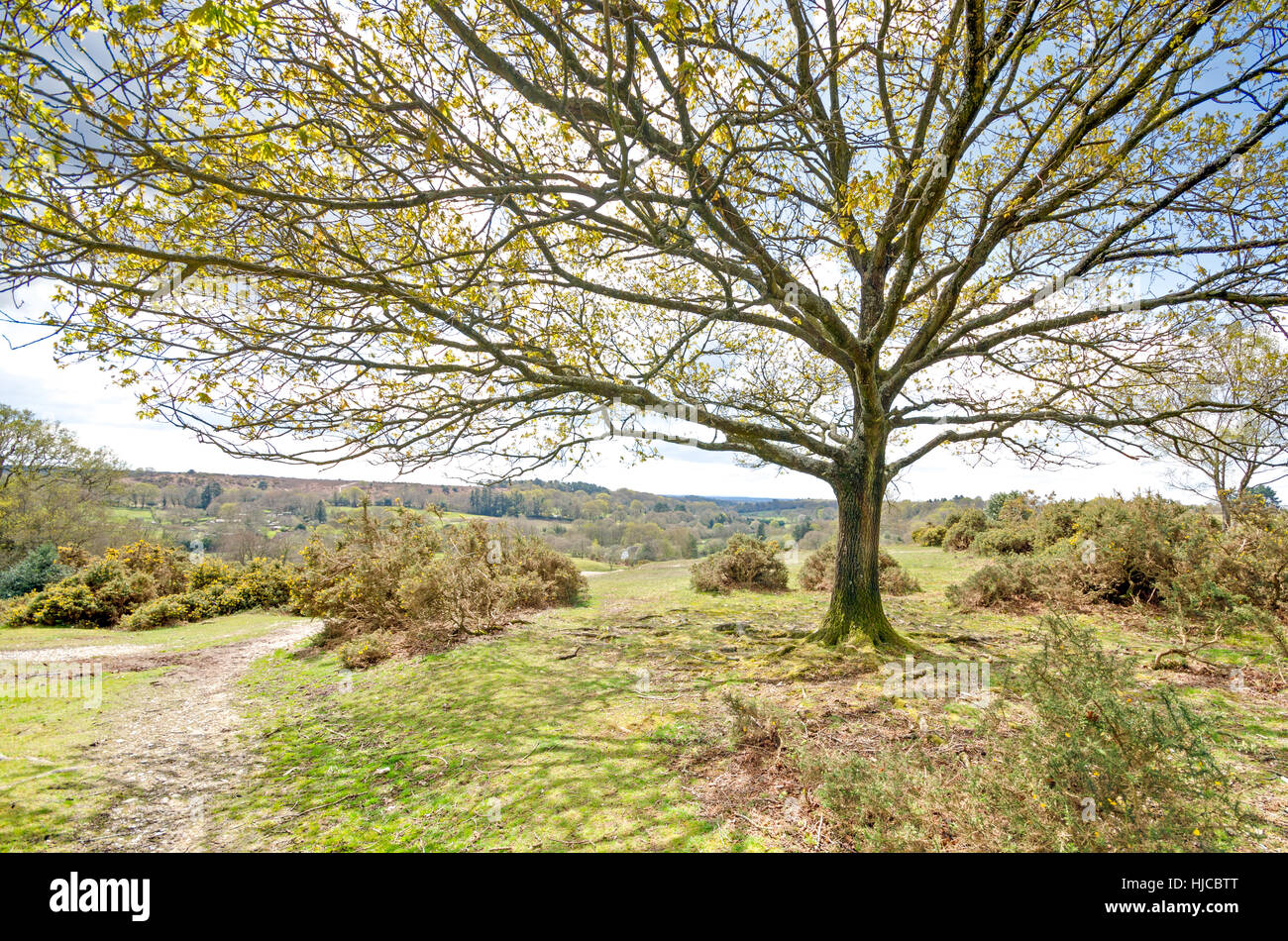 Blissford Hill in the New Forest National Park Stock Photo - Alamy
