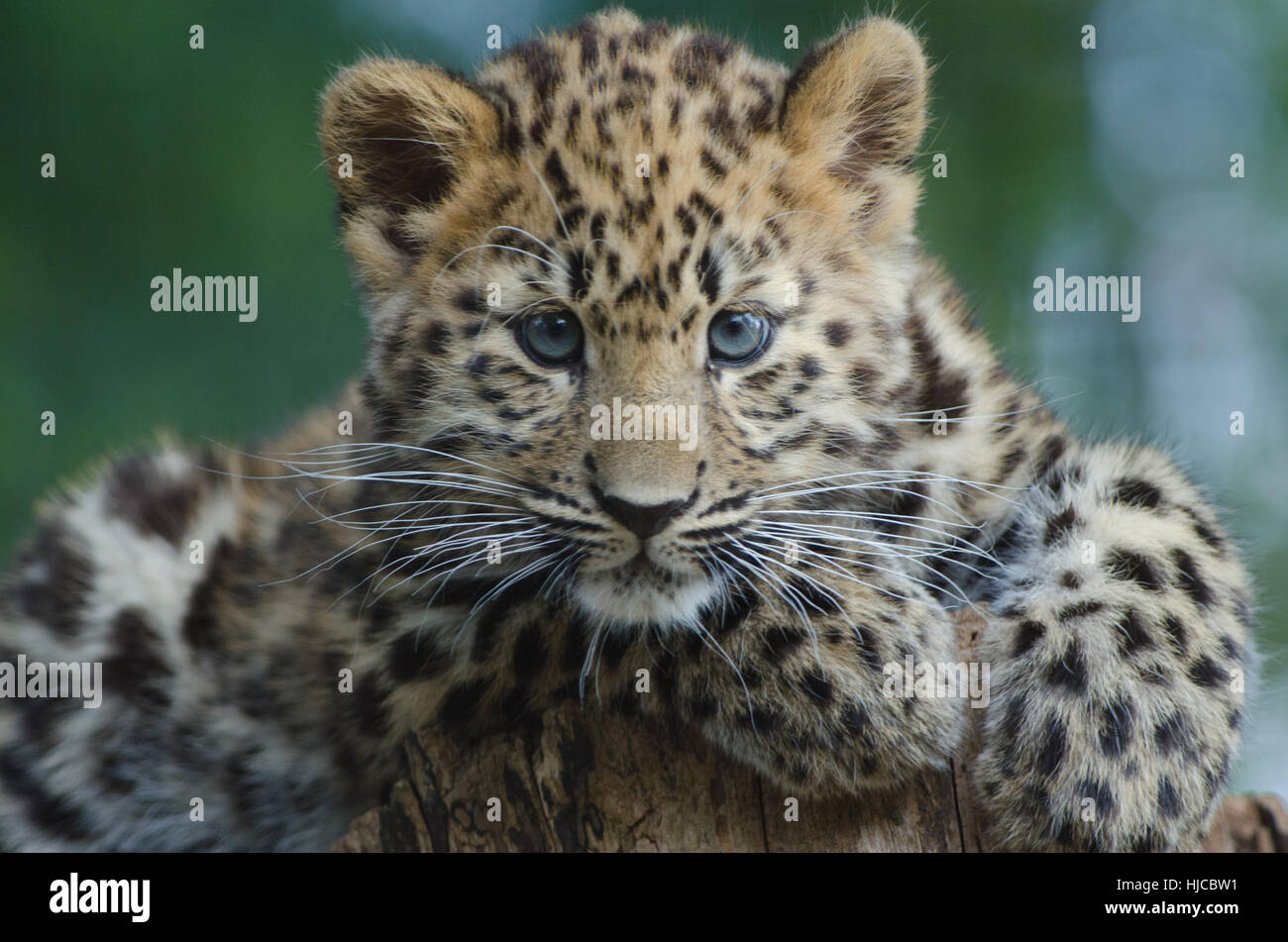 Baby leopard hi-res stock photography and images - Alamy