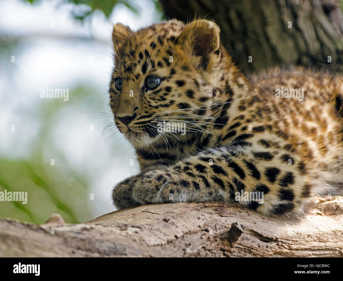 Amur leopard cub hi-res stock photography and images - Alamy