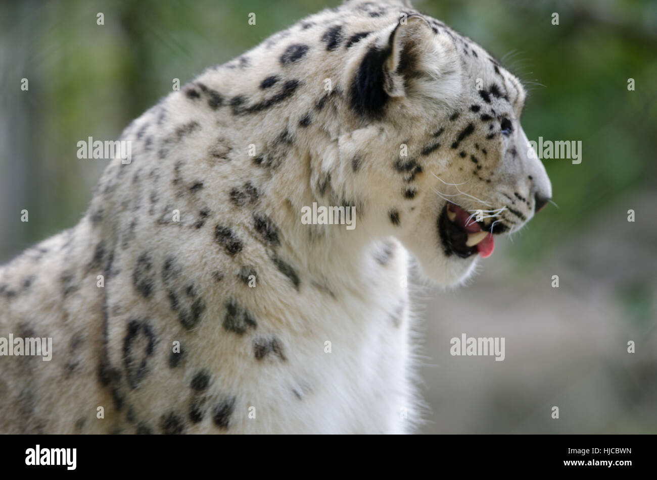 A Snow Leopard in profile Stock Photo - Alamy