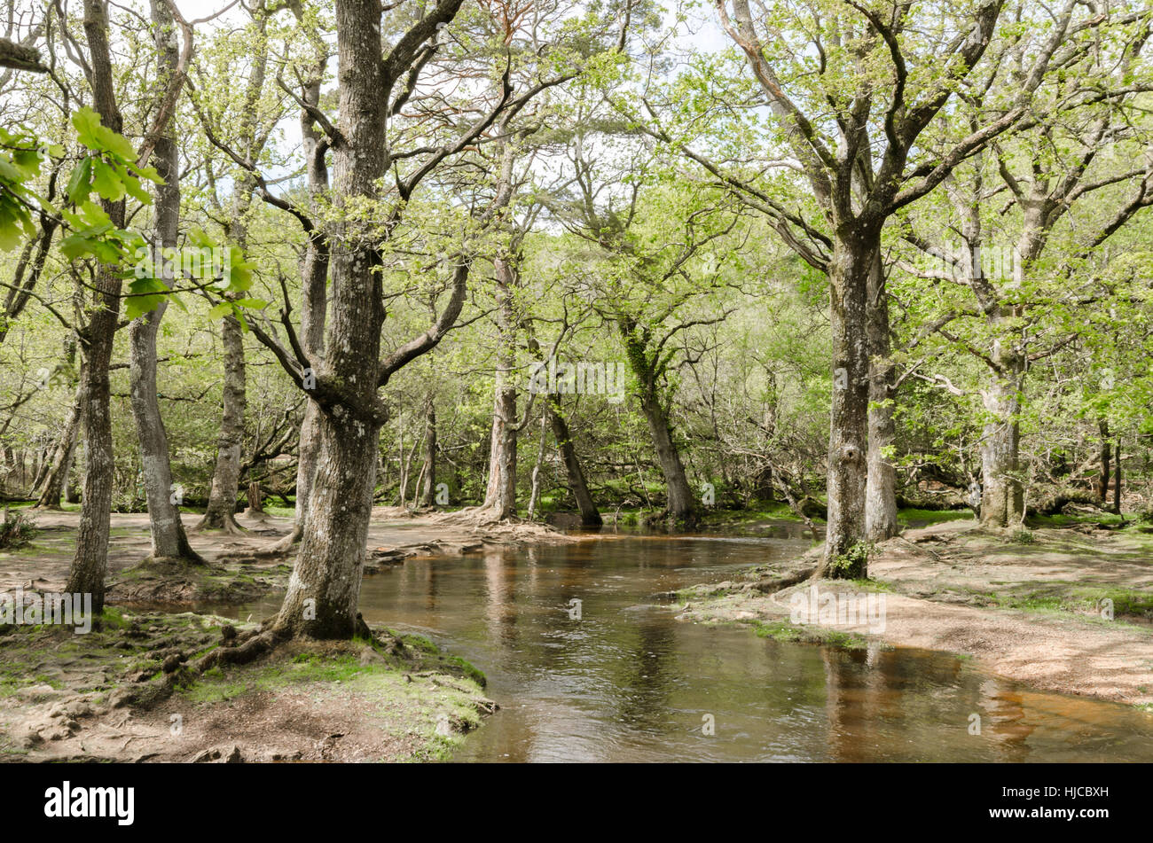 A view of Hatchet Pond in the new forest national park Stock Photo - Alamy