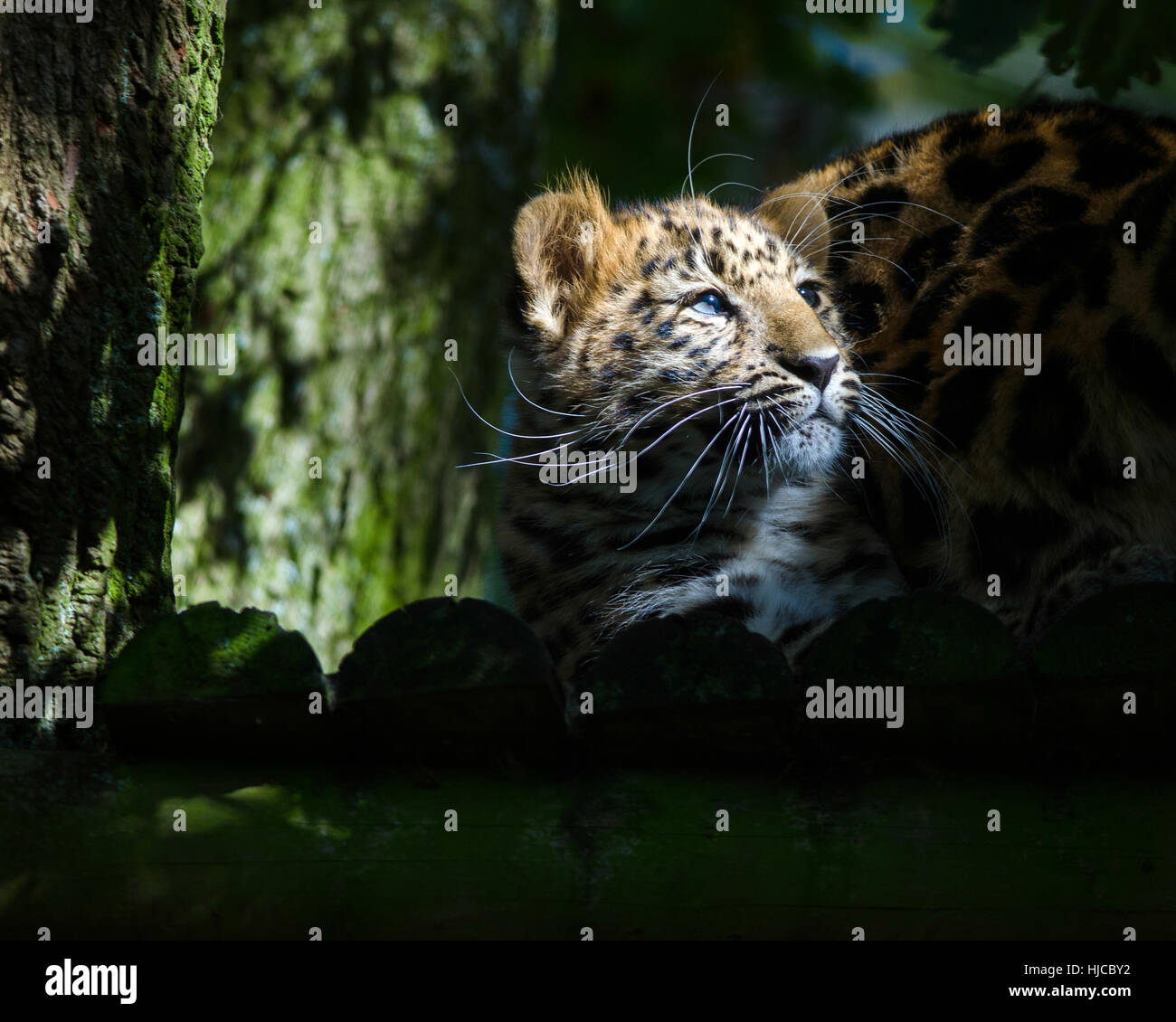 Amur Leopard Habitat Forest