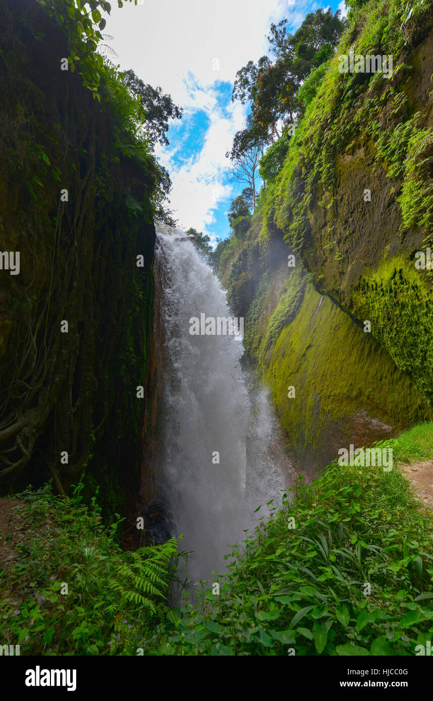 Java moss hi-res stock photography and images - Alamy