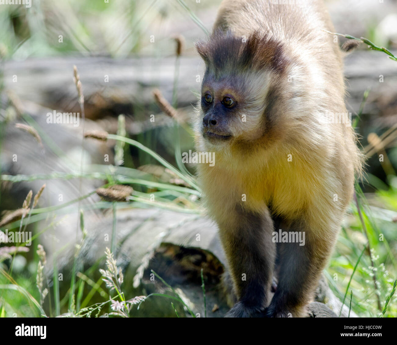 A capuchin monkey walks its territory Stock Photo - Alamy