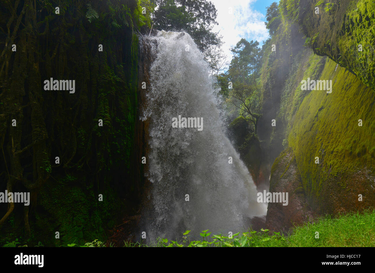 Java moss hi-res stock photography and images - Alamy