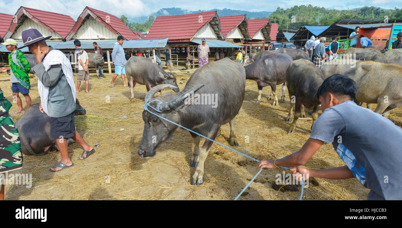 Traditional market in tana toraja hi-res stock photography and images ...