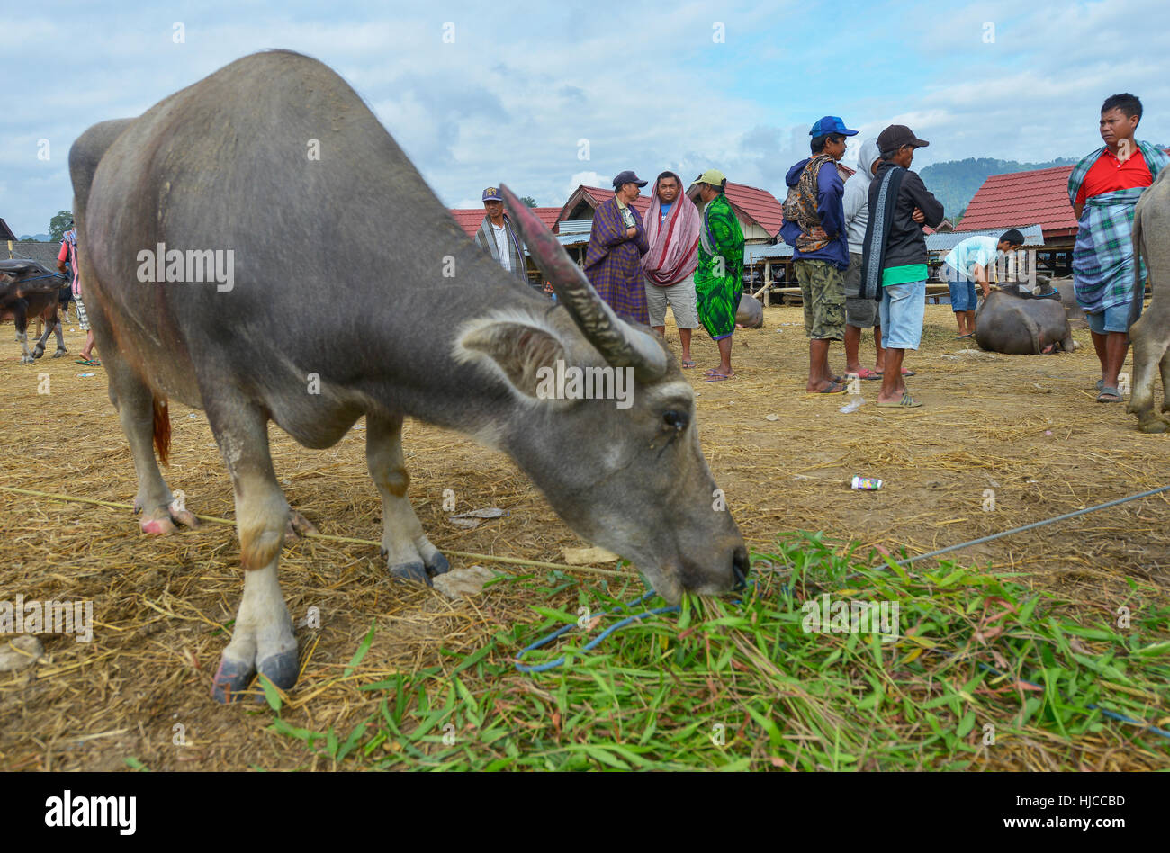 Traditional market in tana toraja hi-res stock photography and images ...