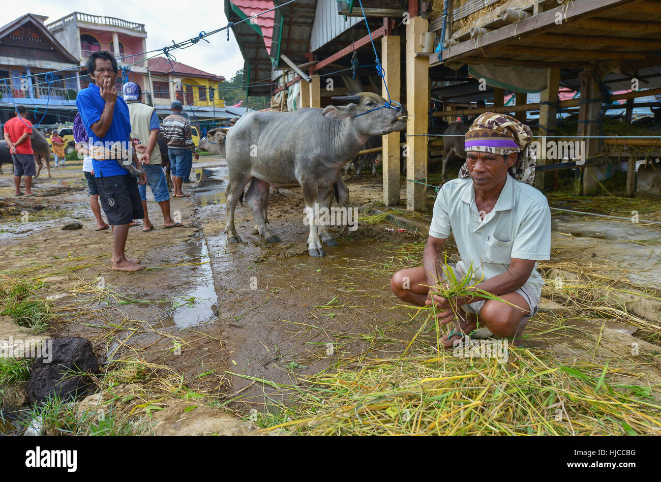 Rantepao, Tana Toraja, Sulawesi, Indonesia: Buffalo Market Pasar Bolu ...