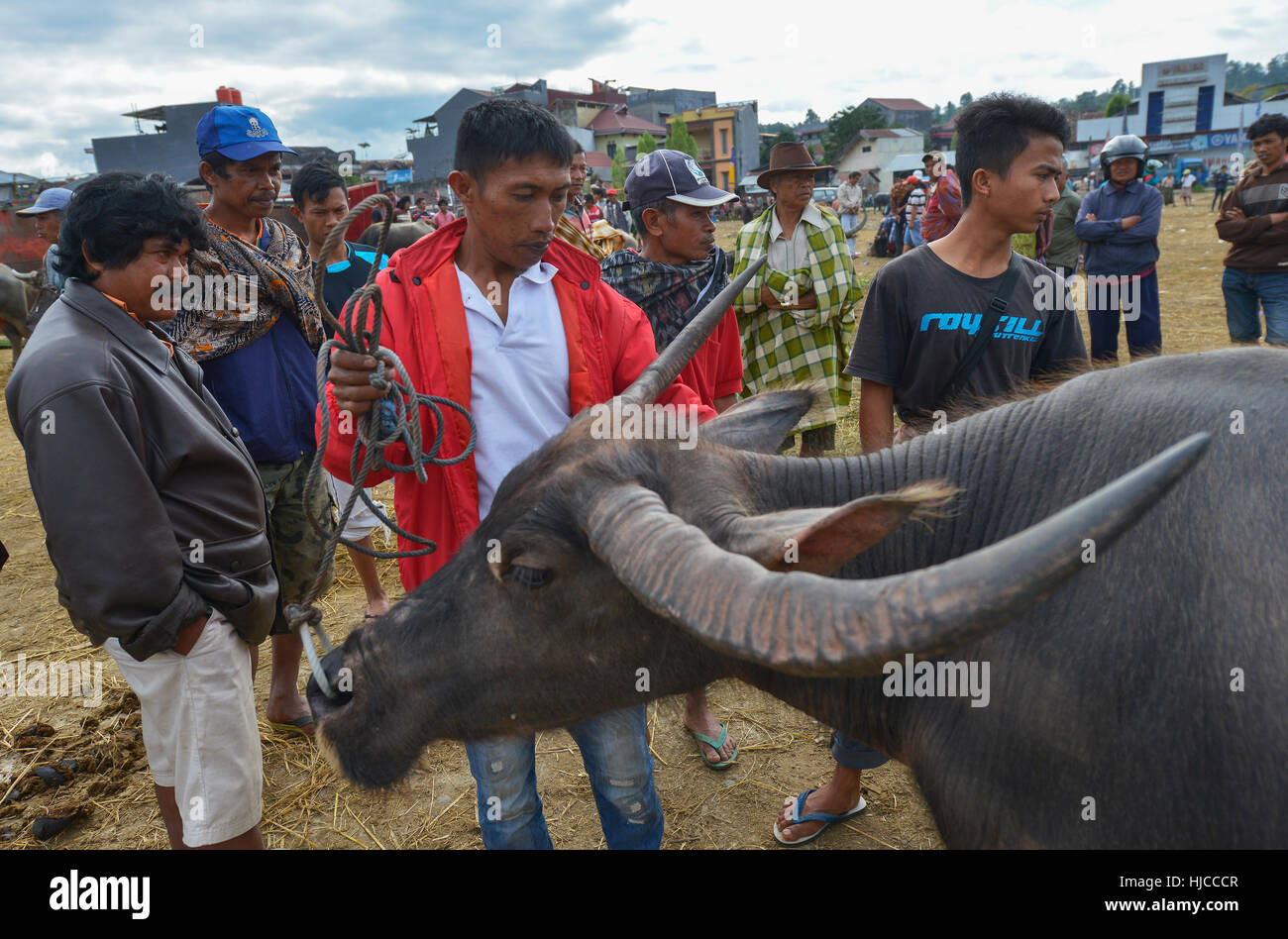 Rantepao, Tana Toraja, Sulawesi, Indonesia: Buffalo Market Pasar Bolu ...