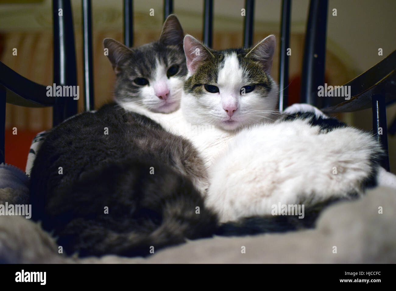 Two cats chair hi-res stock photography and images - Alamy